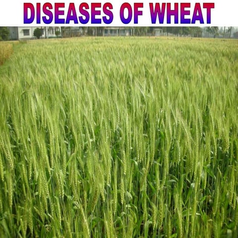 Wheat diseases | PPT