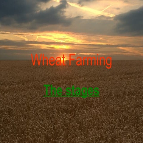 Wheat Farming | PPT