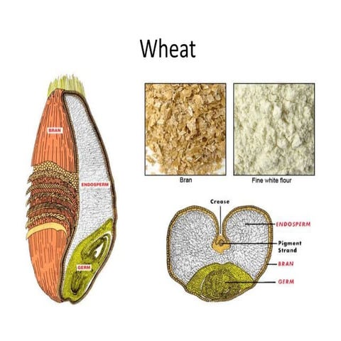 Wheat lecture.pptx