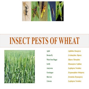 Wheat Pests.pptx.................................. | PPTX