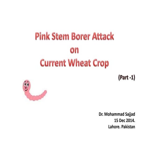 Management of Pink Stem Borer Attack on Wheat (Part -1) | PPSX