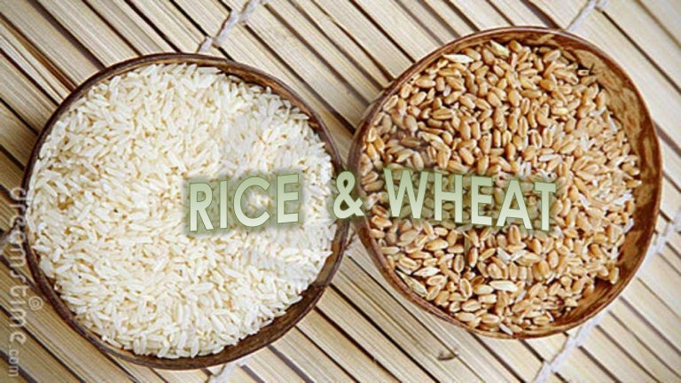 WHEAT & RICE (history,introduction,insects pests,their management,cul…