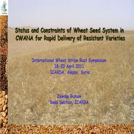 Status and Constraints of Wheat Seed System in CWANA for Rapid Delivery ...