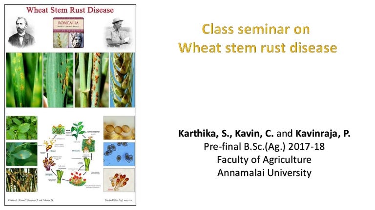 Wheat stem rust