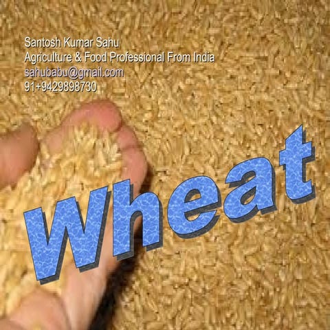 Wheat trading business | PPT | Agriculture | Industries