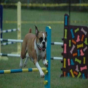 Dog training part i - basic training | PPTX