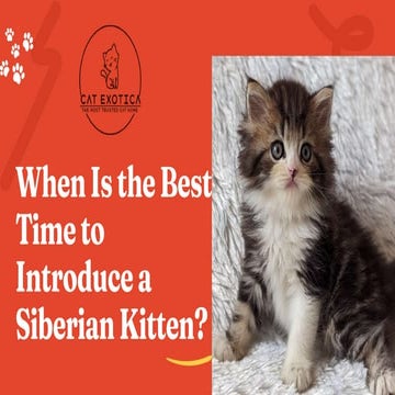 When Is the Best Time to Introduce a Siberian Kitten.pptx