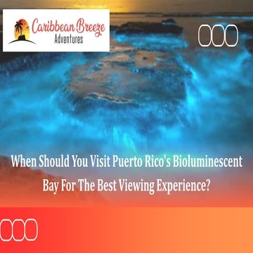 When Should You Visit Puerto Rico's Bioluminescent Bay For The Best ...