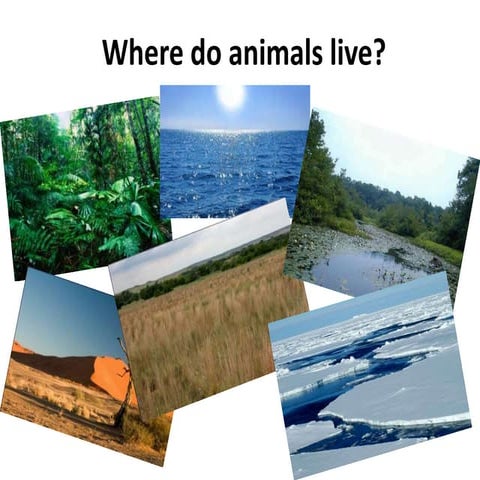 Where do animals live | PPT
