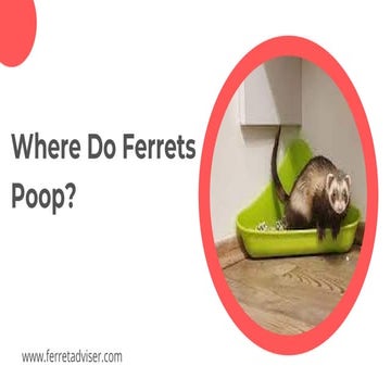 Where Do Ferrets Poop.pdf