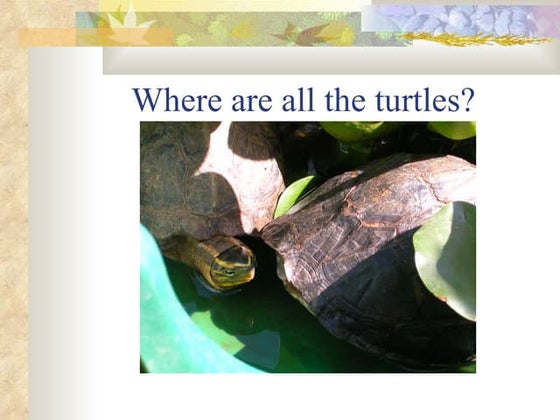 Celebrate World Turtle Day® Every Day | PDF