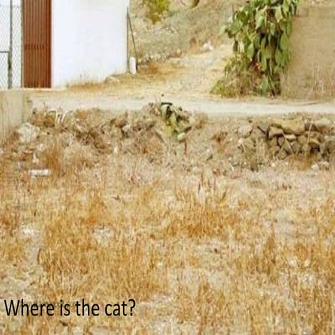 Where is the cat | PPT