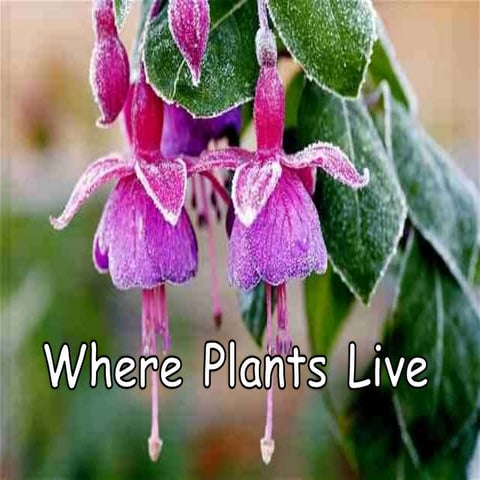 Where plants live | PPTX