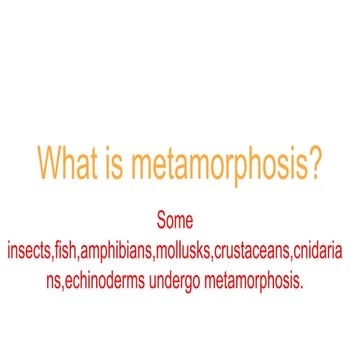 What is the metamorphosis (1) | PPT