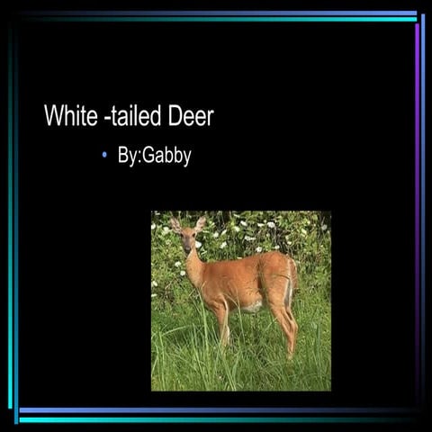 The White Tailed Deer | PPTX