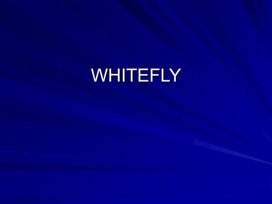 SPIRALLING WHITEFLY | PDF