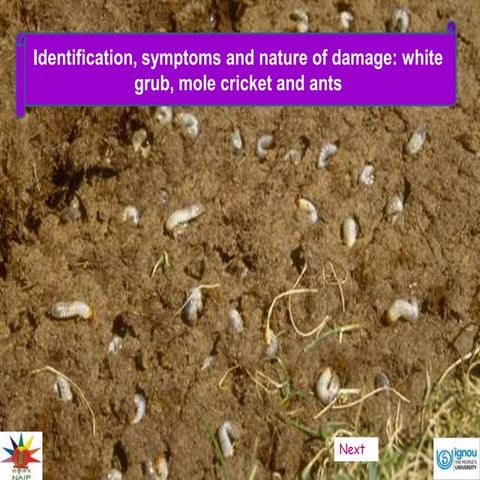 Identification, symptoms and nature of damage: white grub, mole cricket ...