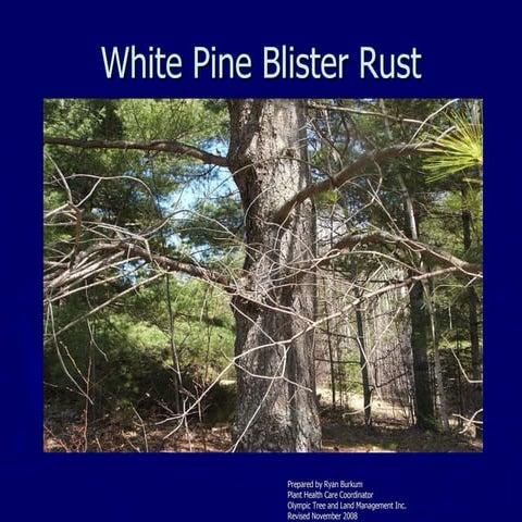 White Pine Blister Rust | PPT