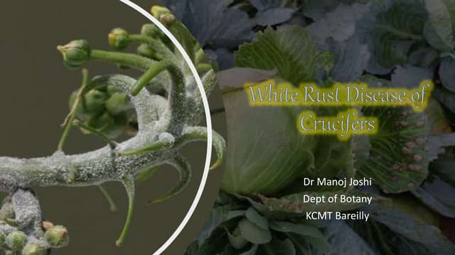 White rust of crucifers | PDF
