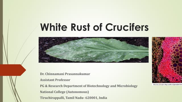 White Rust Of Crucifers Ppt