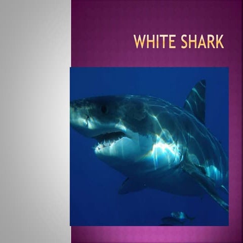 White shark | PPT