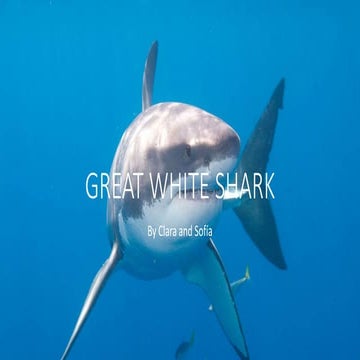 White shark presentation | PPTX