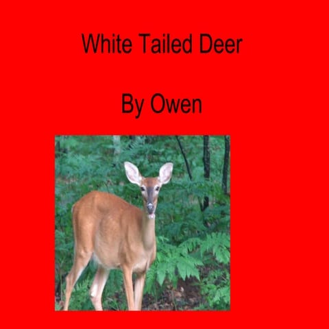 White tailed deer | PPT