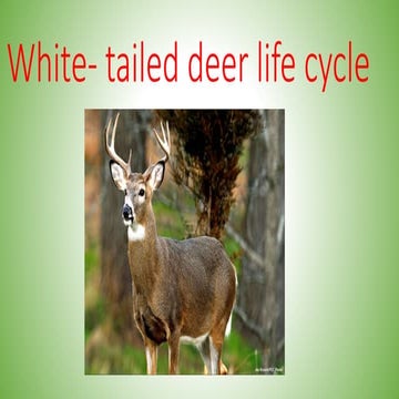 White tailed deer | PPTX