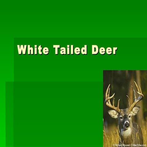 White tailed deer by dean | PPT