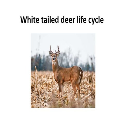 White Tailed Deer Life Cycle White Tailed Deer Odocoileus