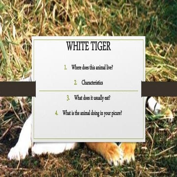 White tiger | PPTX