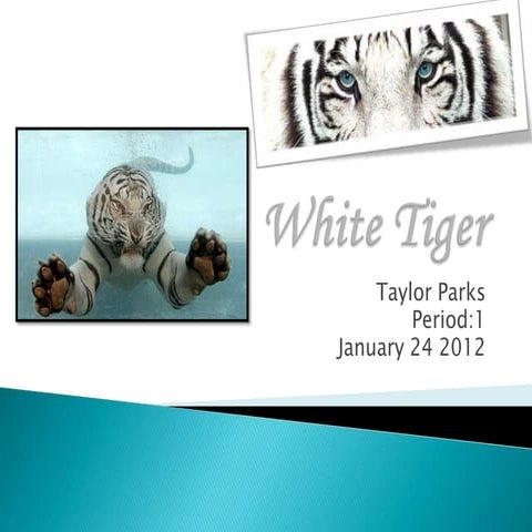White tiger powerpoint 1 | PPTX