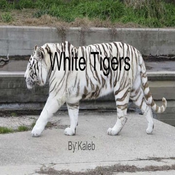 White tigers | PPTX