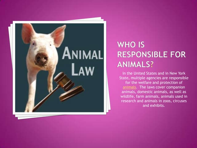 Virginia Chipurnoi - President of a Renowned Animal Welfare ...