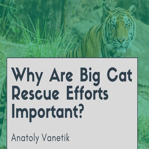 Why Are Big Cat Rescue Efforts Important? | PPT