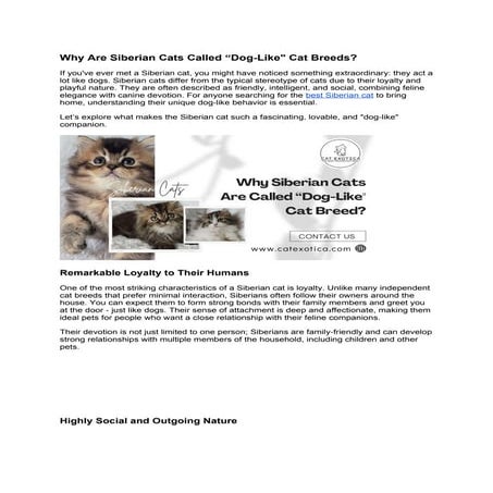 Why Are Siberian Cats Called “Dog-Like_ Cat Breed.docx