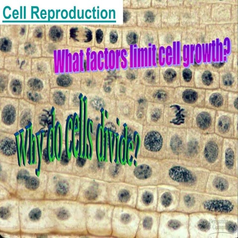 Why cells are so small | PPTX