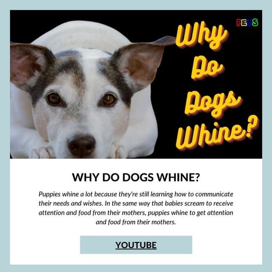 Why do cats knead | PDF