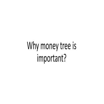Money Tree Quotes Amazon.com : Chinese Money Tree Live Plant Pachira