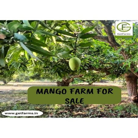 Mango Farms For Sale | PDF