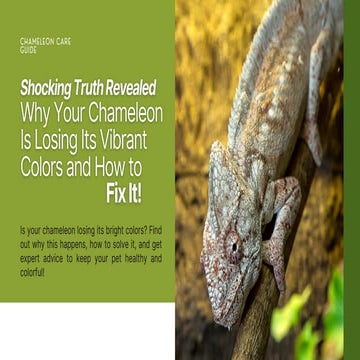 Why Your Chameleon’s Colors Are Fading—and the Fix You Need Now!.pdf
