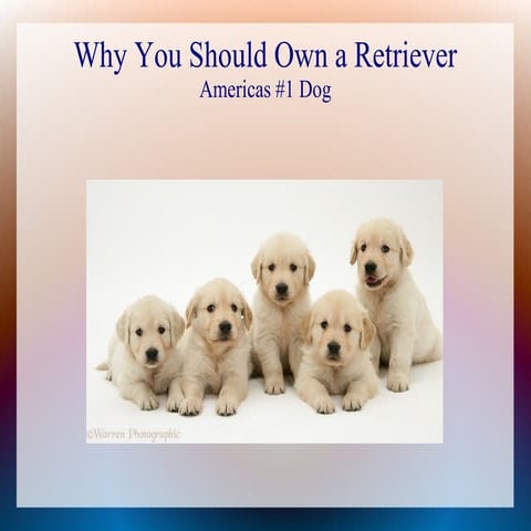 Why You Should Own a Retriever- April Collins | ODP