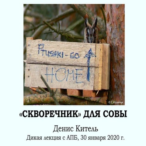 Скворечник для совы | PPT