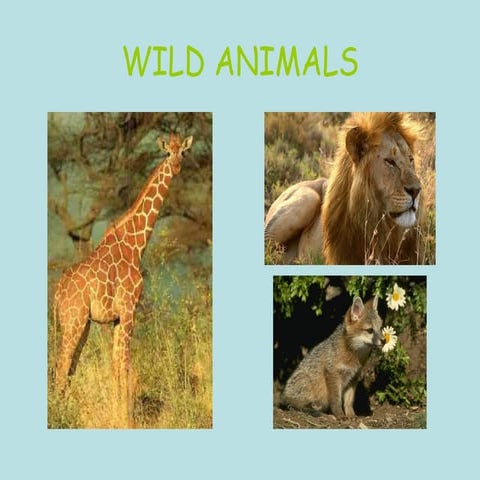 WILD ANIMALS | PPT