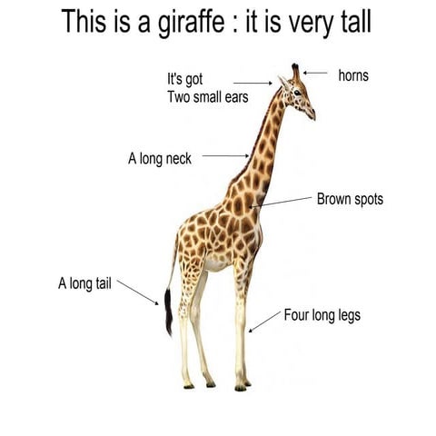 Wild Animals-description | PPT