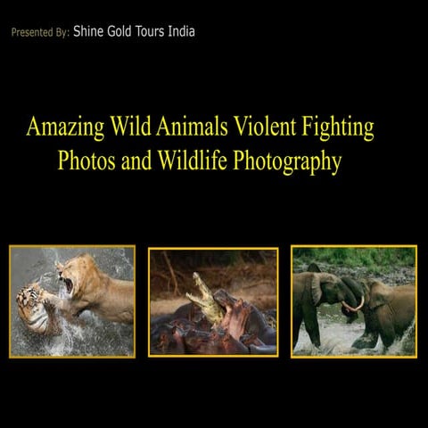 Rarely Seen Wild Animals Fighting Photos | Wildlife Photography | PPTX