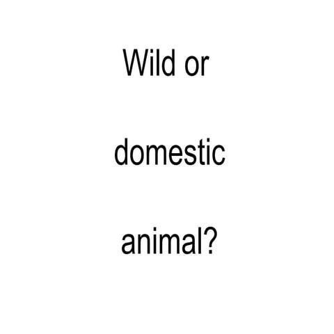 Wild Or Domestic Animal | PPS