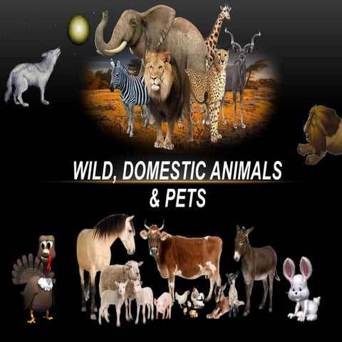 Wild and Domestic animals | PPT