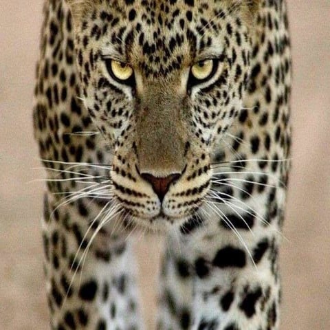Wild and wonderful | PPS