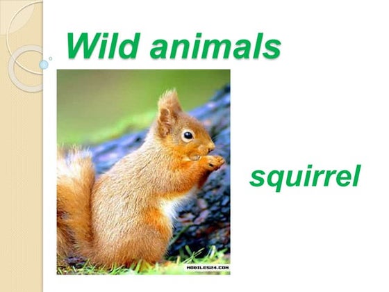Wild animals unit 3 | PDF